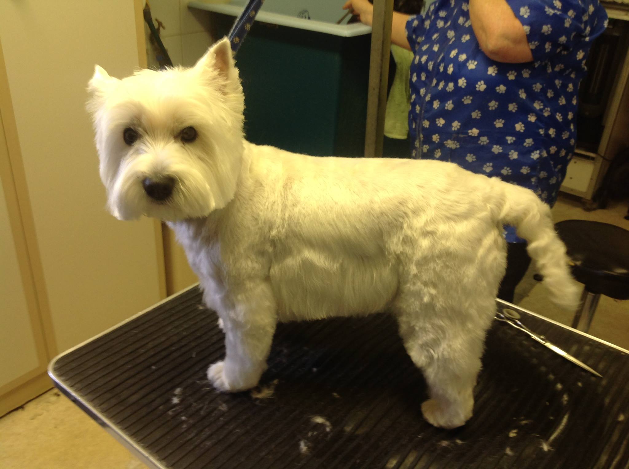 Gallery | Corby Dog Grooming Services | Corby | Corby Dog Grooming