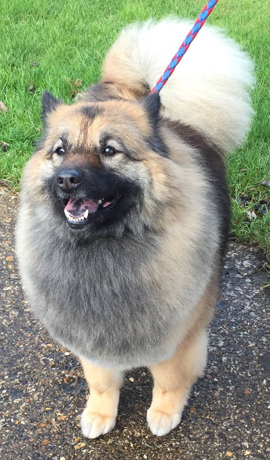 Gallery | Corby Dog Grooming Services | Corby | Corby Dog Grooming