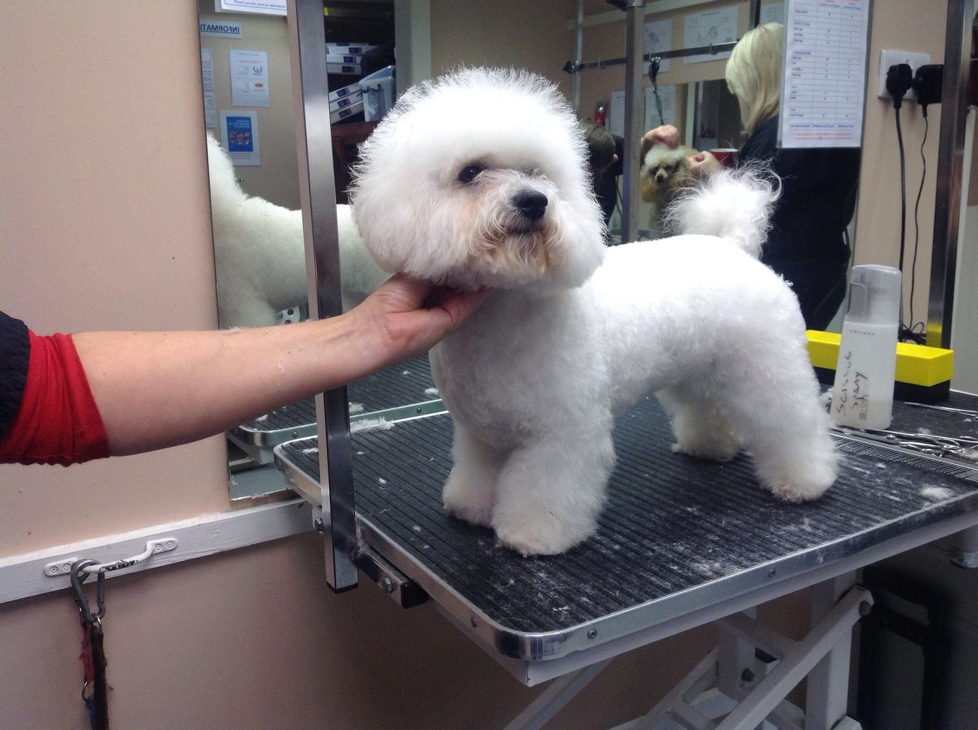 Gallery | Corby Dog Grooming Services | Corby | Corby Dog Grooming