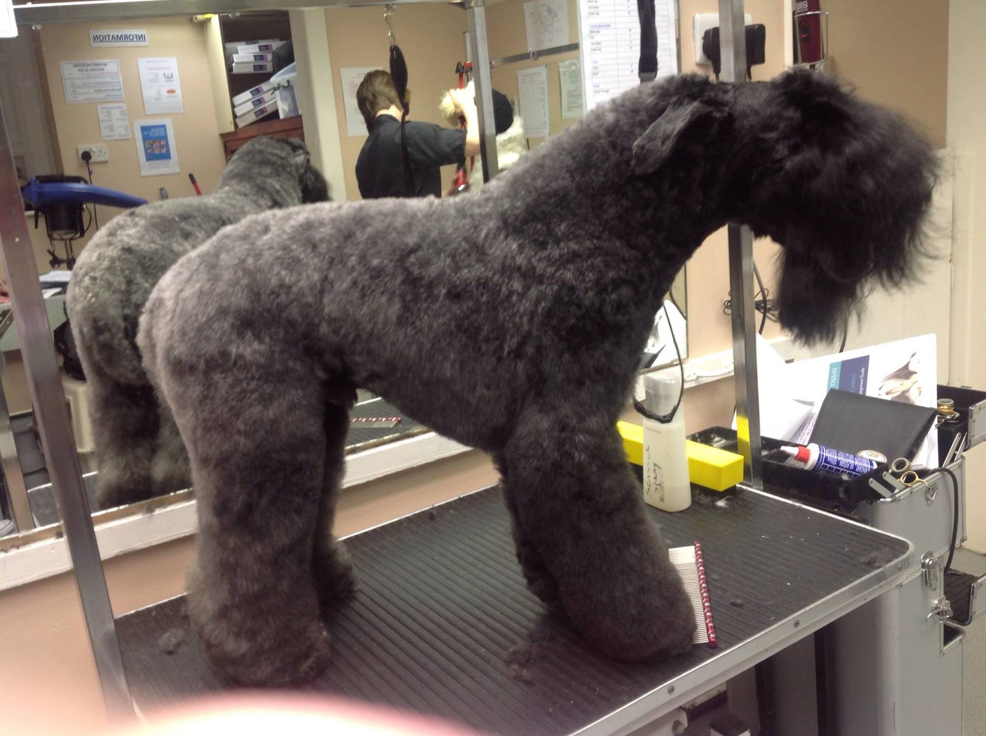 Gallery | Corby Dog Grooming Services | Corby | Corby Dog Grooming