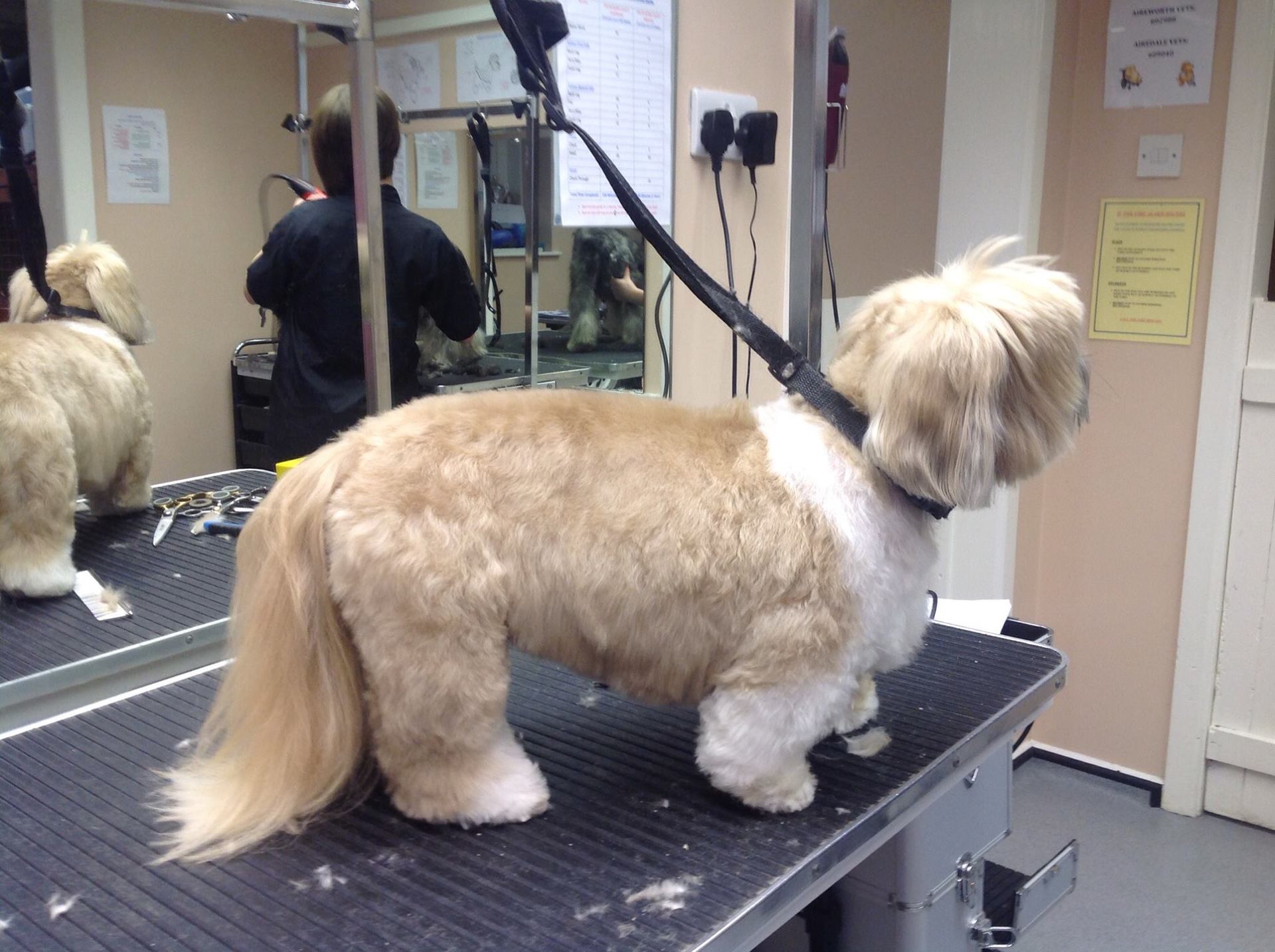 Gallery | Corby Dog Grooming Services | Corby | Corby Dog Grooming
