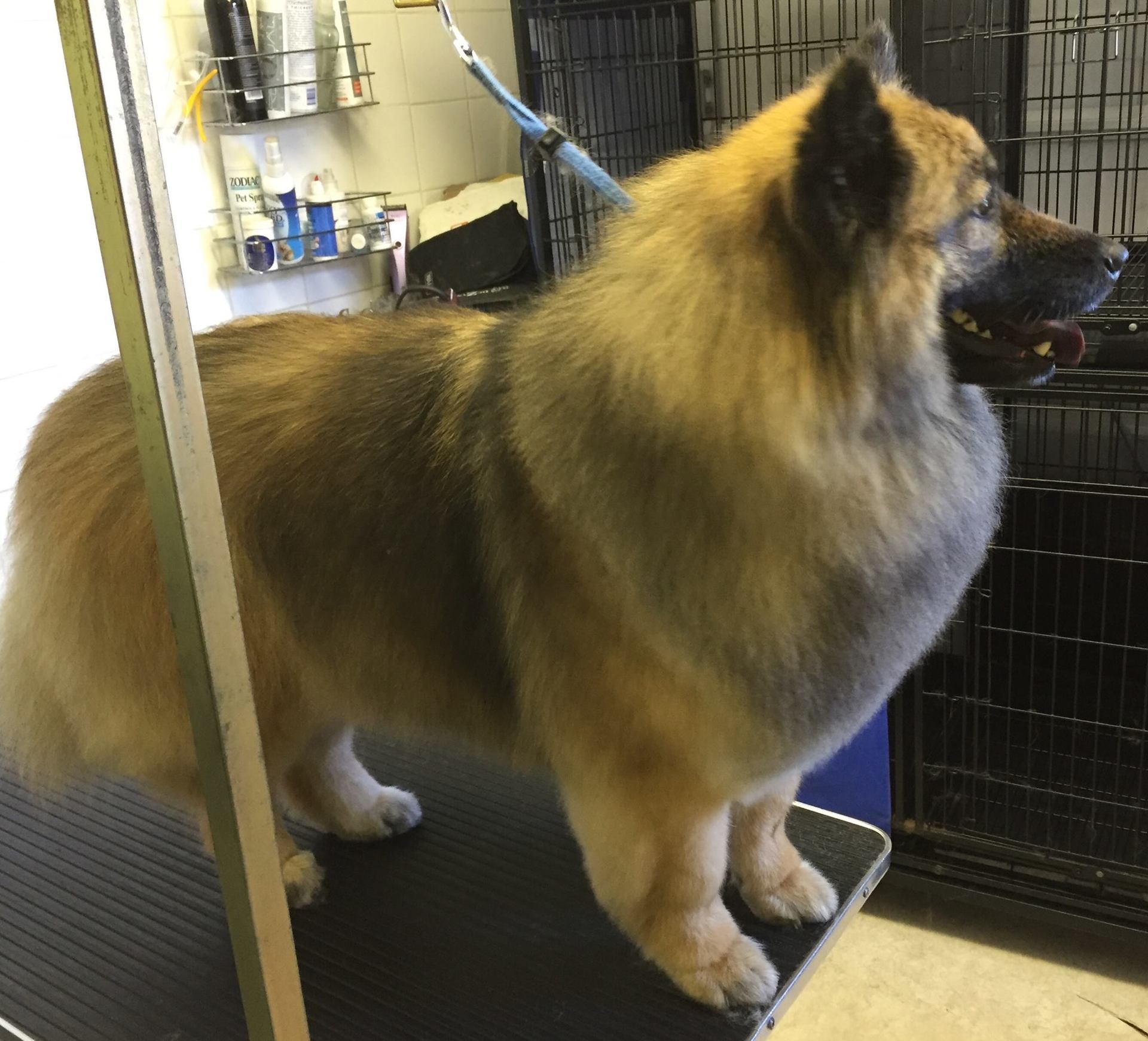 Gallery | Corby Dog Grooming Services | Corby | Corby Dog Grooming