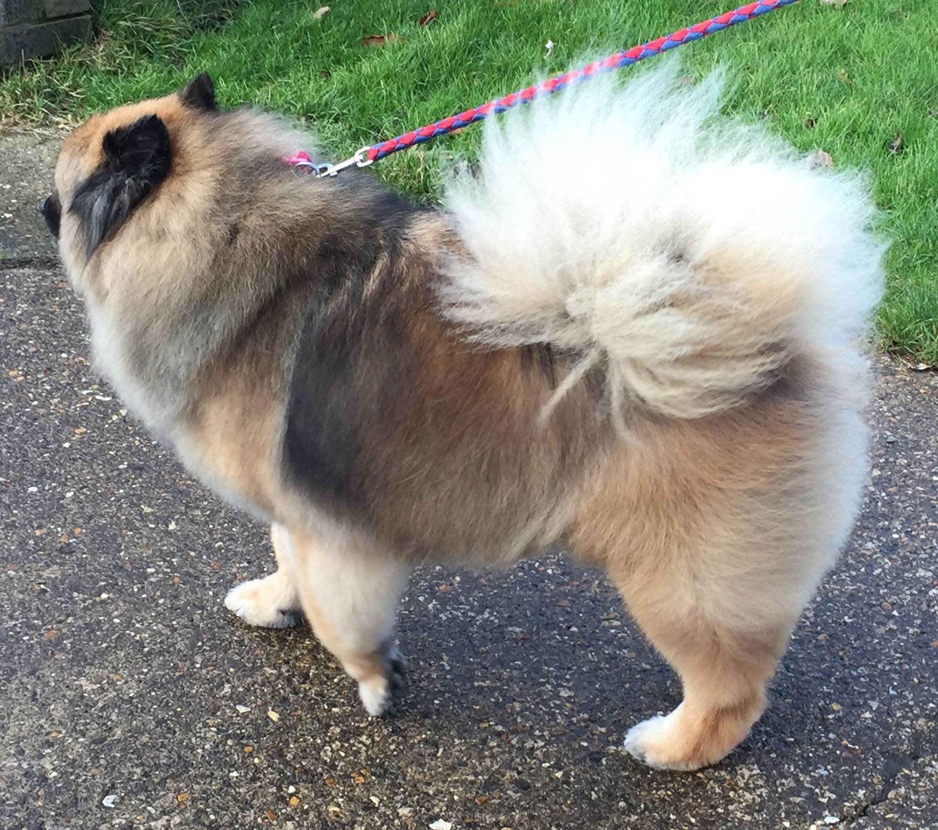 Gallery | Corby Dog Grooming Services | Corby | Corby Dog Grooming