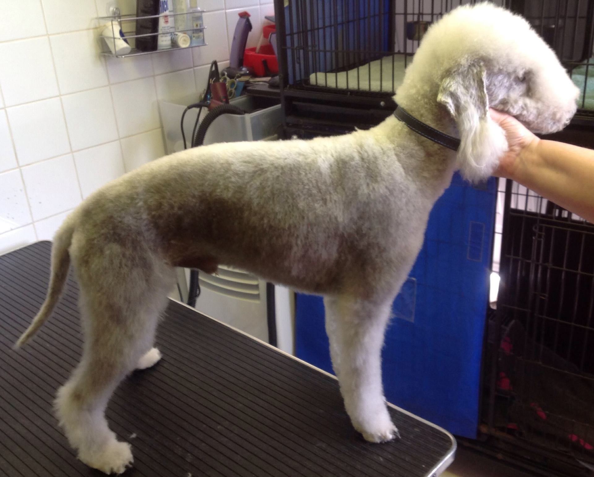 Gallery | Corby Dog Grooming Services | Corby | Corby Dog Grooming