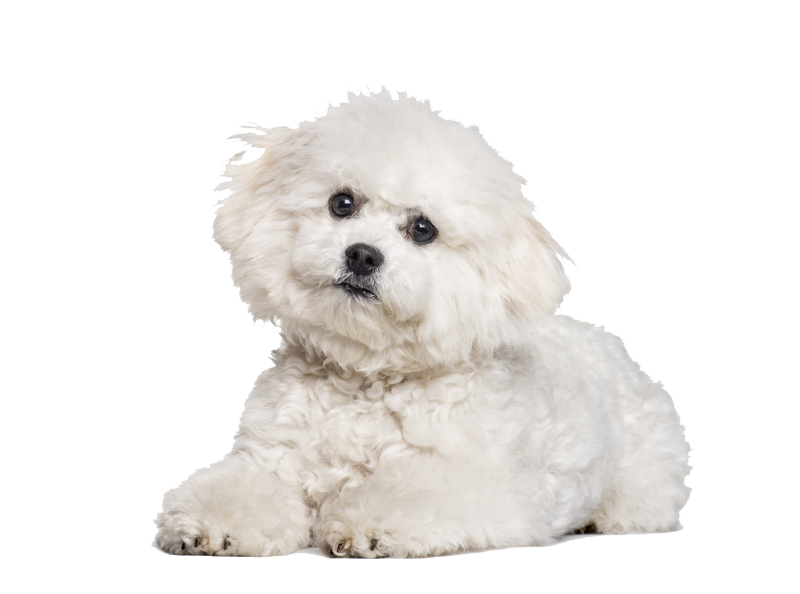 Home | dog grooming Services| Corby | Corby Dog Grooming