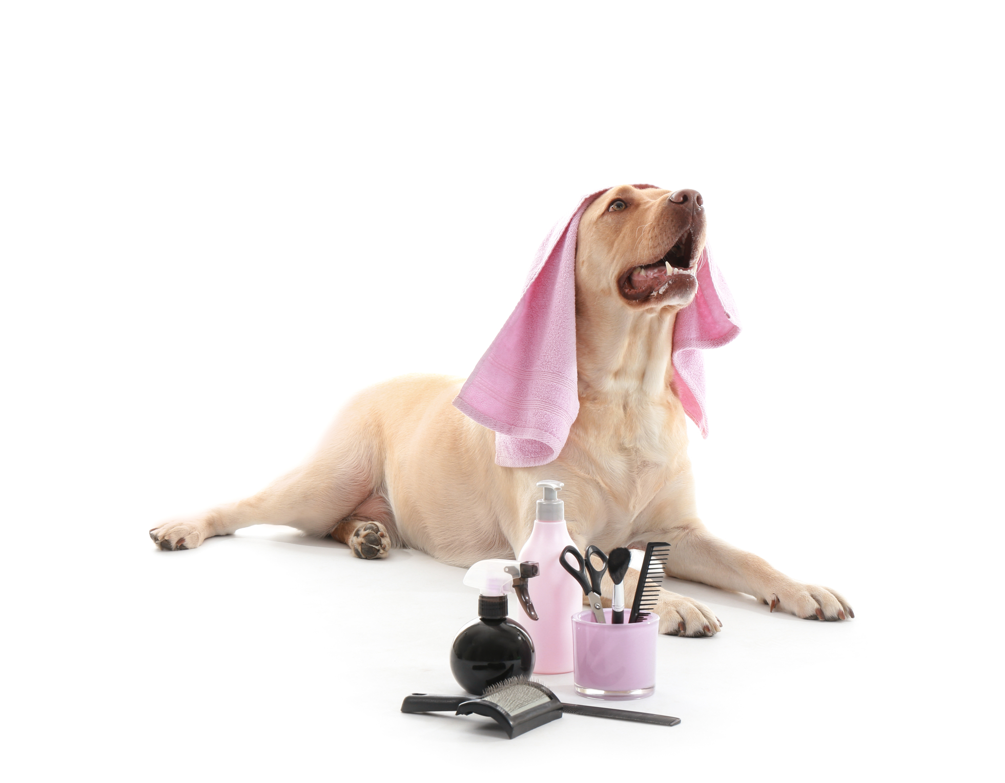Gallery | Corby Dog Grooming Services | Corby | Corby Dog Grooming