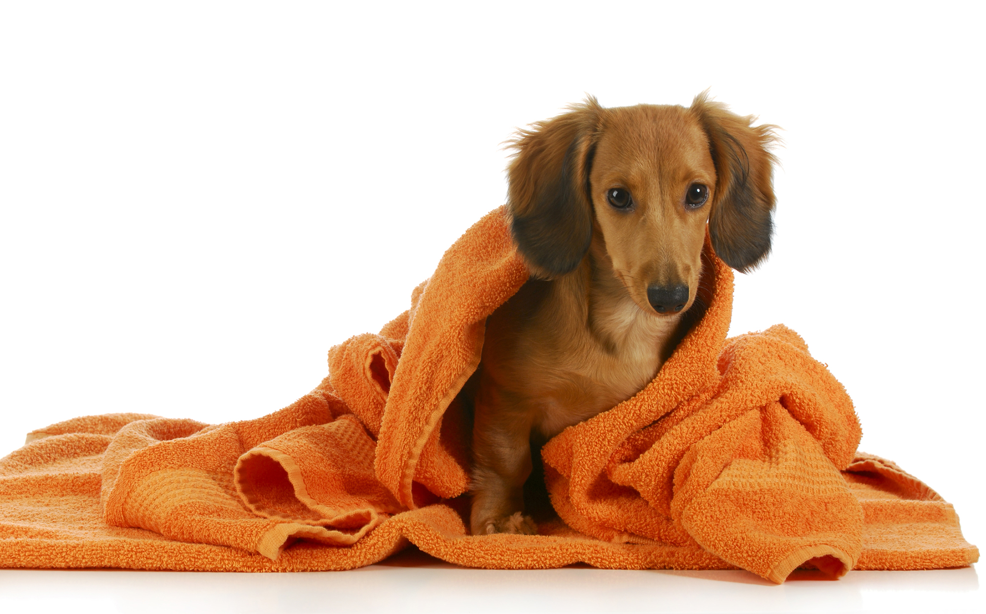 Contact | Corby Dog Grooming Services | Corby | Corby Dog Grooming