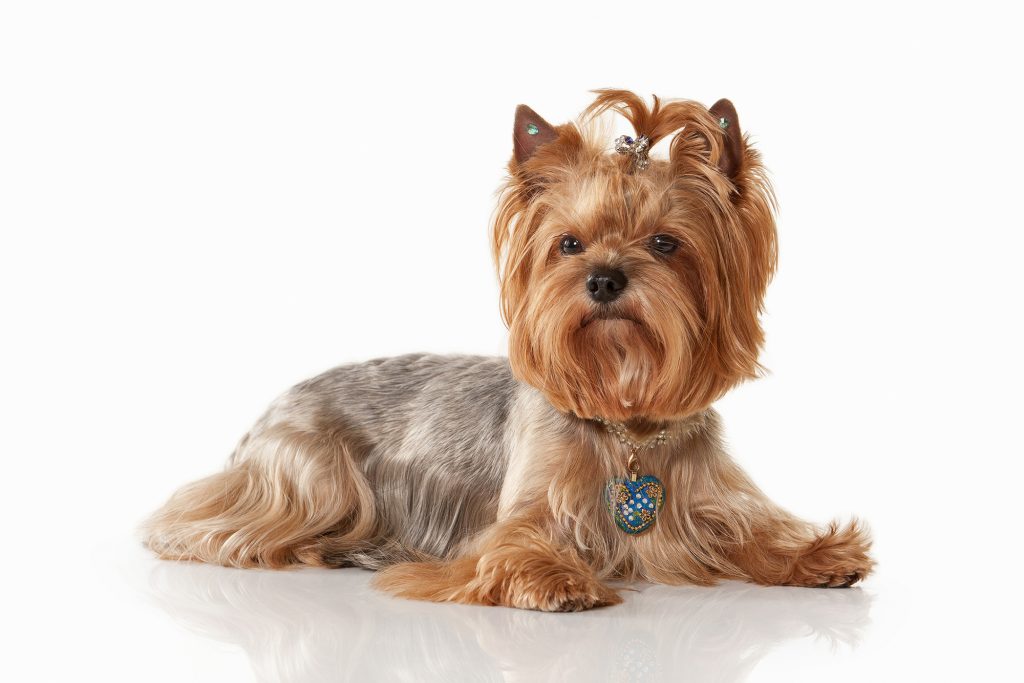 Home | dog grooming Services| Corby | Corby Dog Grooming